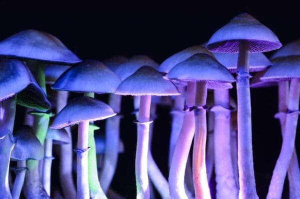 Hallucinogens: what are they? - myDr.com.au