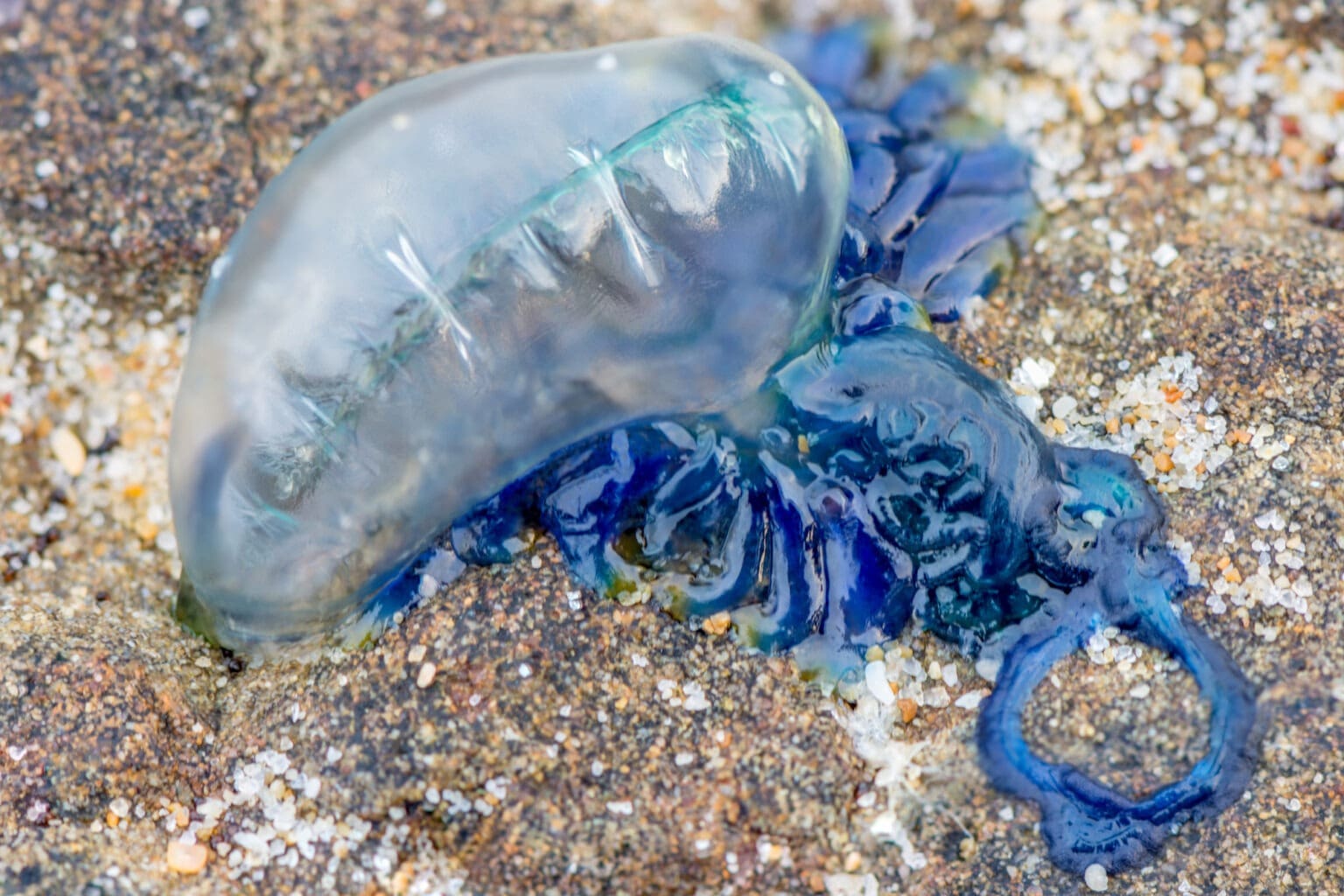 First aid for marine bites and stings - myDr.com.au