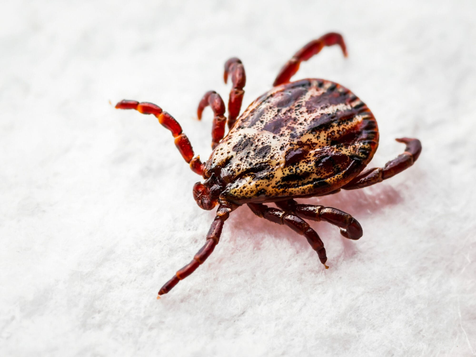 First aid for bites and stings: Paralysis tick - MyDr.com.au